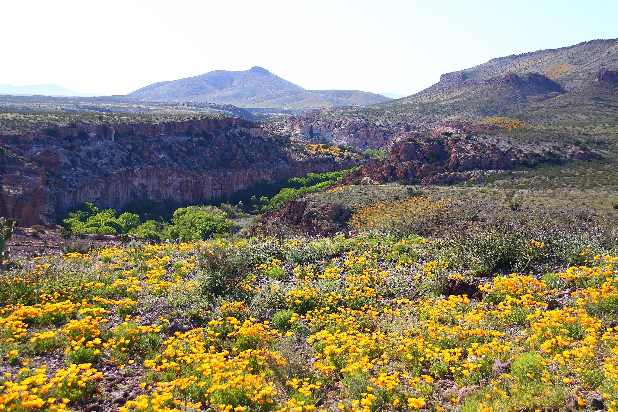 Wildflower Blooms in the Southwest – Public Lands Interpretive Association