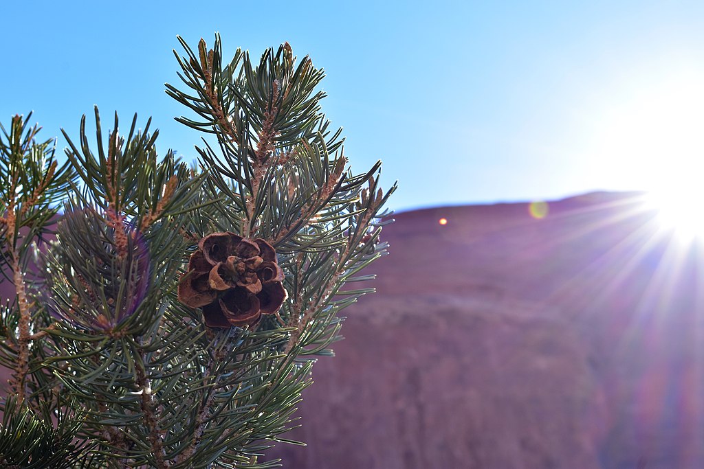 Wildlife Finds: Two-needle Piñon – Public Lands Interpretive Association