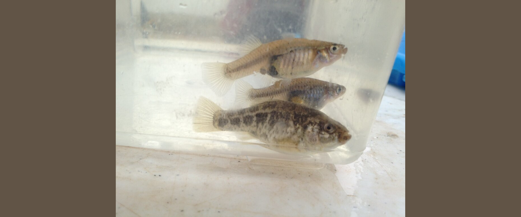 Wildlife Finds: Pecos Pupfish – Public Lands Interpretive Association